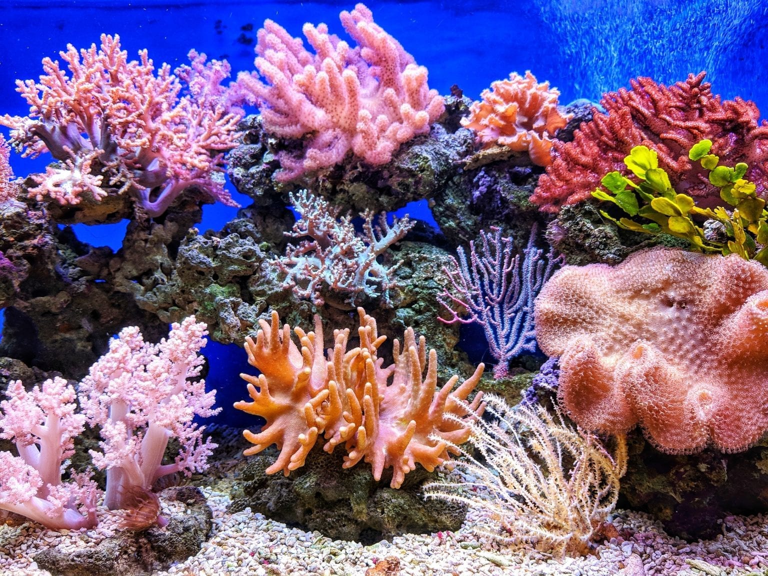 13 Fun Facts about Coral Reefs | Fact City