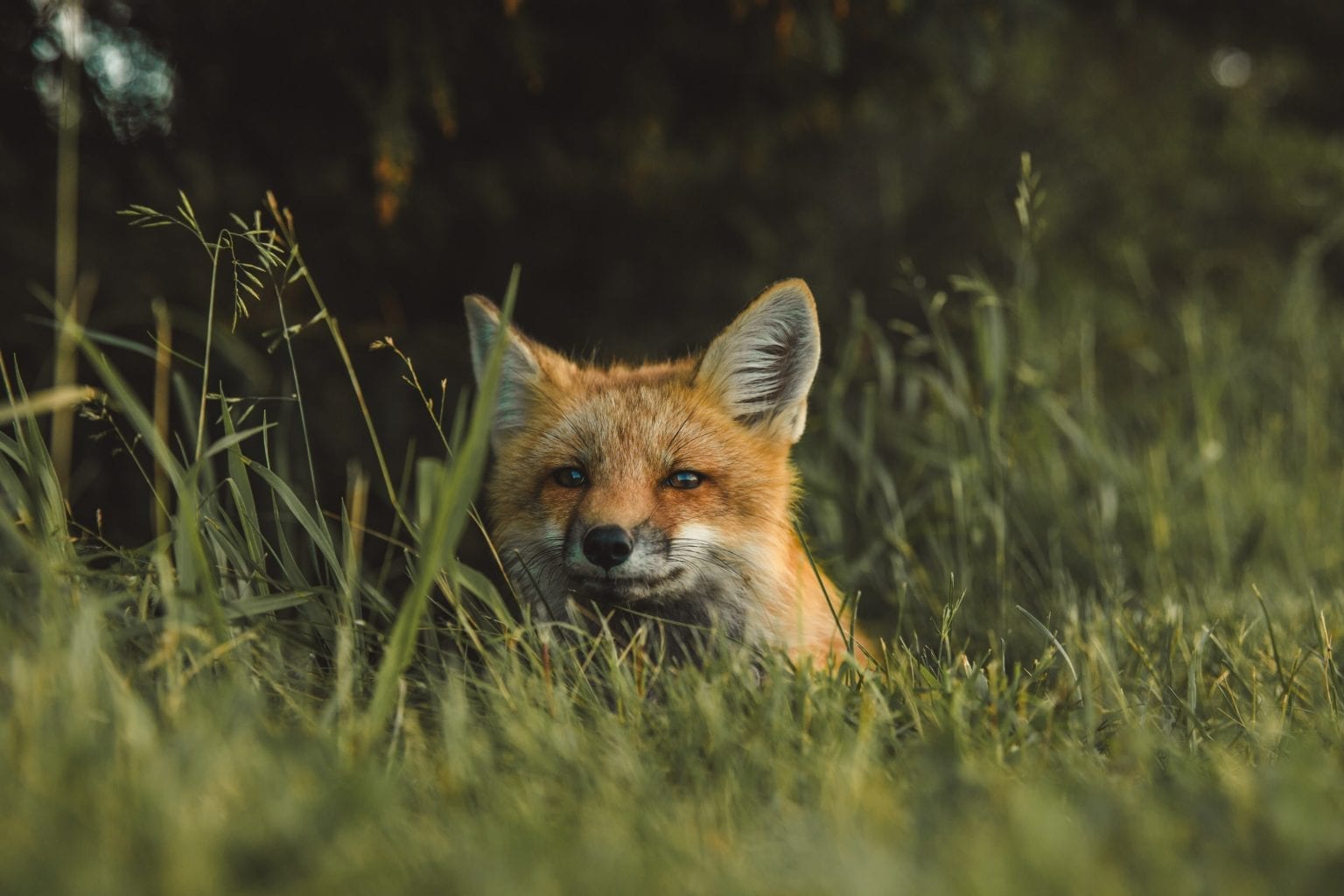 15 Cunning Facts About Foxes | Fact City