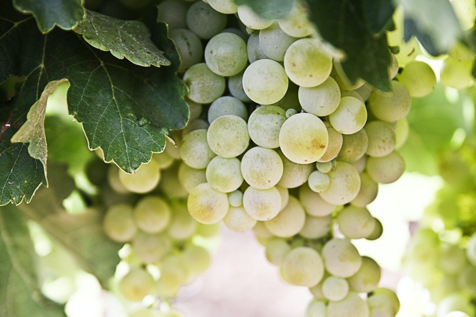 9 Great Facts About Grapes - Fact City