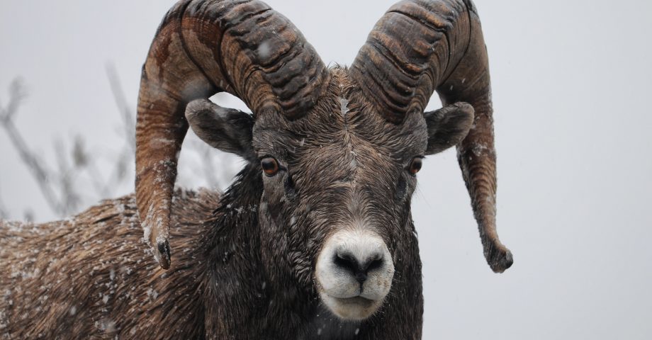 24 Accurate Facts About Aries Star Sign Fact City