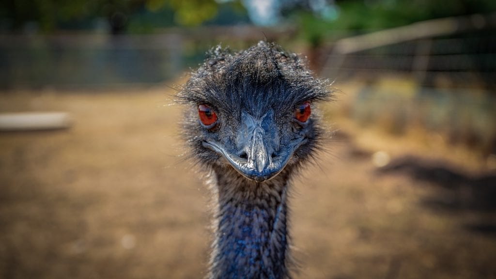 30 Energizing Facts About Emus - Fact City