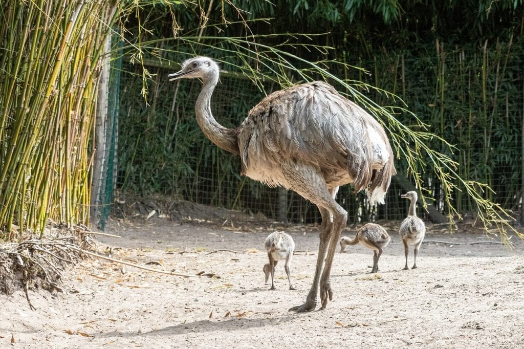 30 Energizing Facts About Emus - Fact City