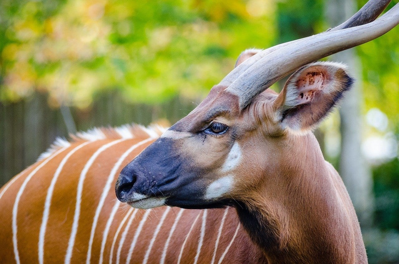 16 Awesome Facts about Antelope - Fact City