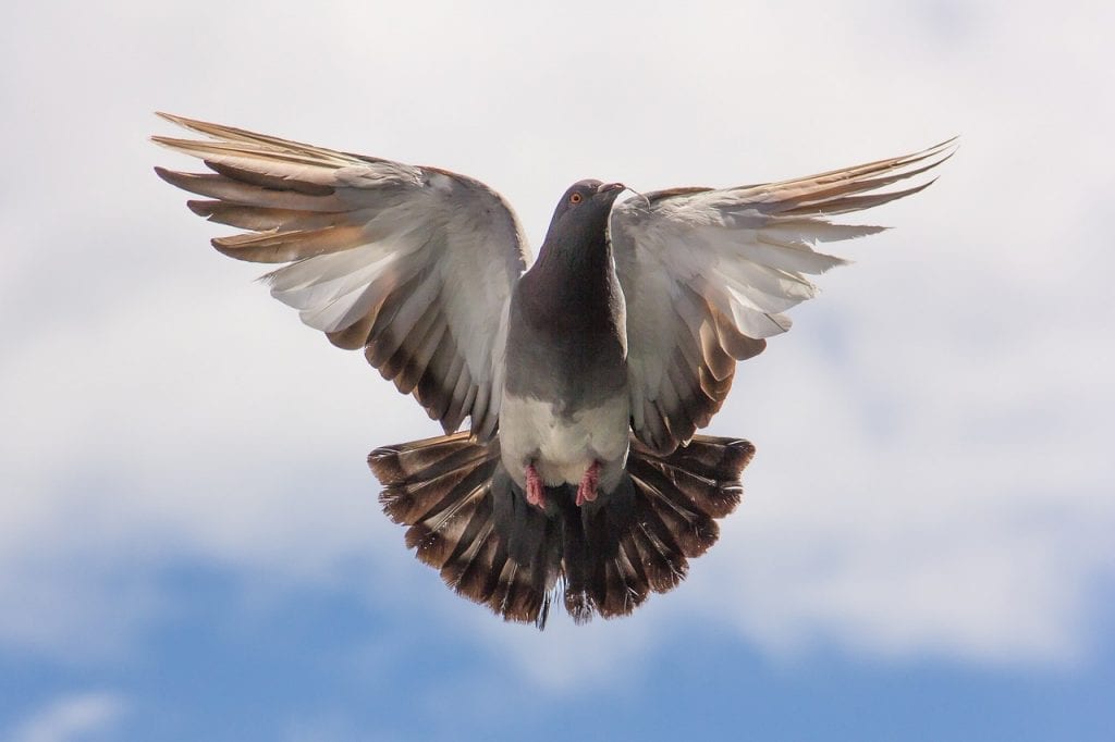 13 Coo lorful Facts About Pigeons Fact City 13-coo-lorful-facts-about-pigeons-fact-city