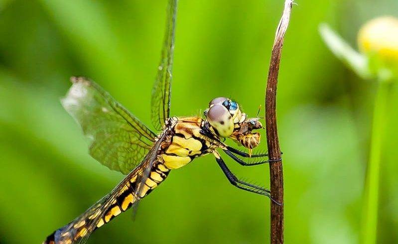 43 Delightful Facts about Dragonflies - Fact City