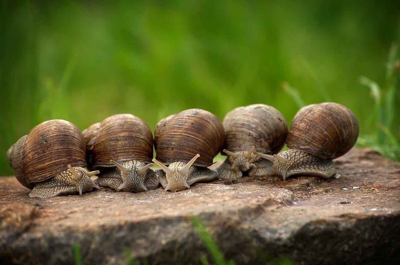 13 Slow-Moving Facts About Snails - Fact City