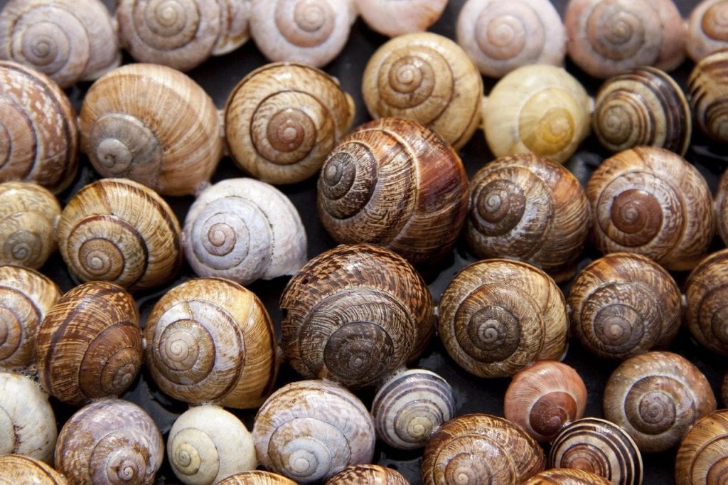 48 Interesting Facts about Snails - Fact City