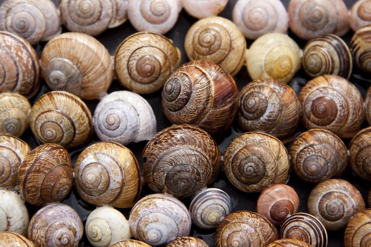 48 Interesting Facts about Snails - Fact City